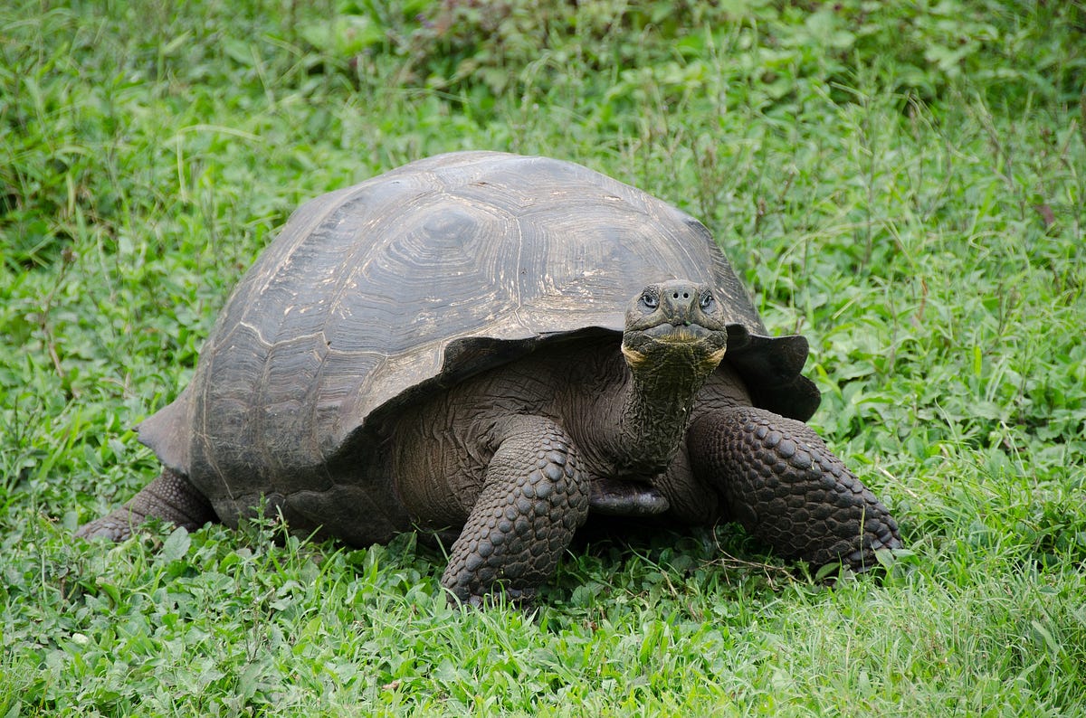 How a Tortoise Could Become President of the United States | by Lam ...