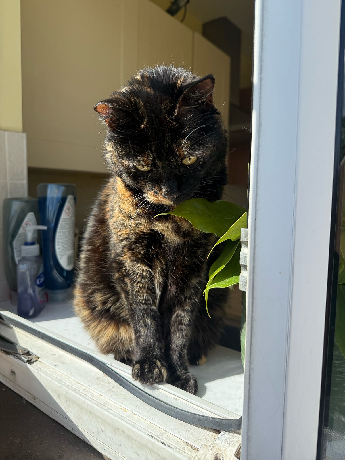 Unspoken Bonds: The Joy of Loving and Being Loved by Pets | by Benilize Batchelor | May, 2025 ...