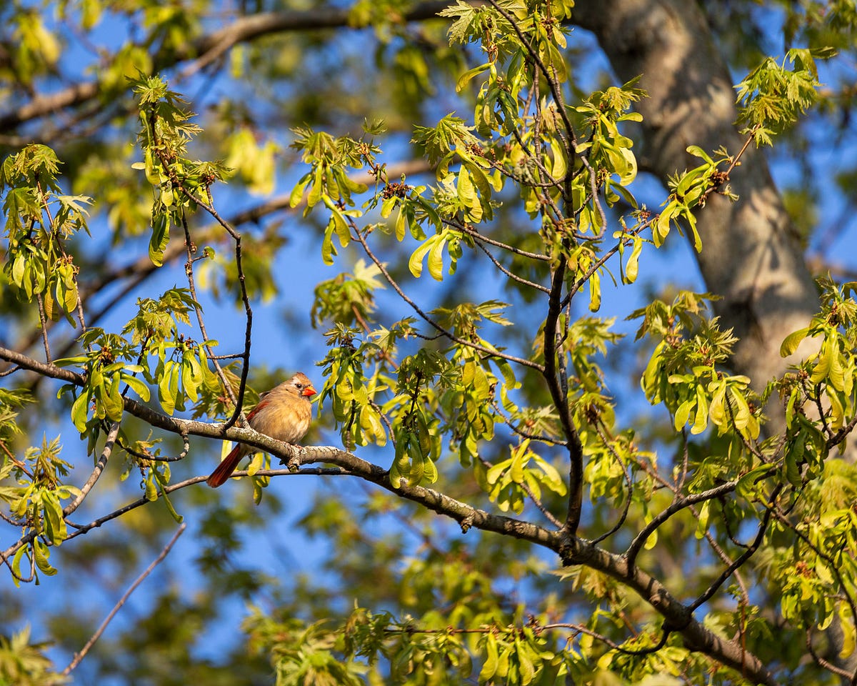Spring Fever for Photographers. Plenty of Subjects to Photograph | by ...