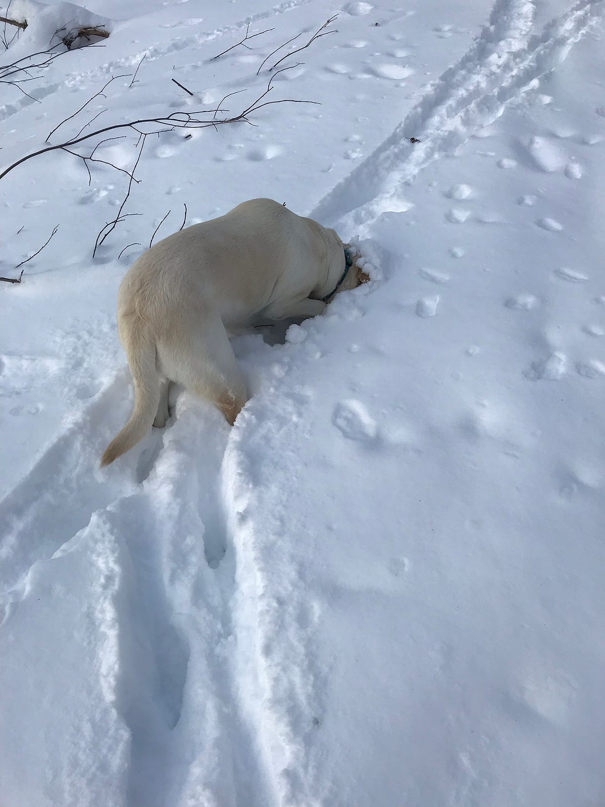 The Whipped Cream Snow, going, going | by Nancy Adams | Medium