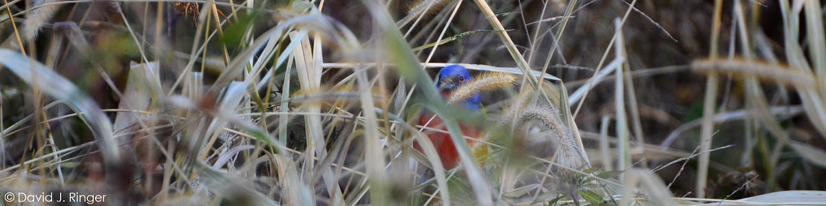 Little Bird, Big Apple: NYC Goes Gaga for Stunning Prospect Park Painted Bunting | by David J ...