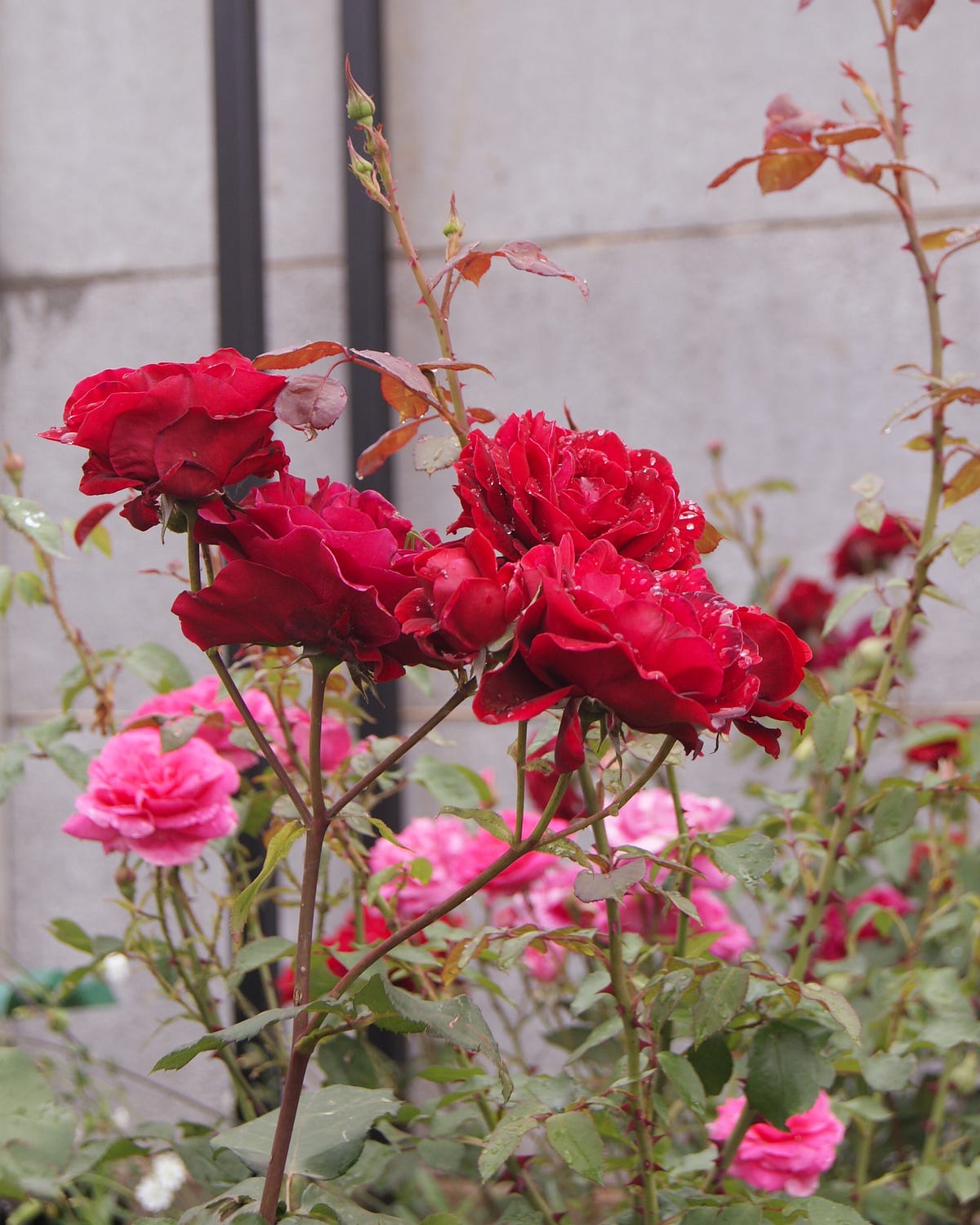 The ‘Rose-Bush’ Parent. Once upon a time, there was a single… | by B ...