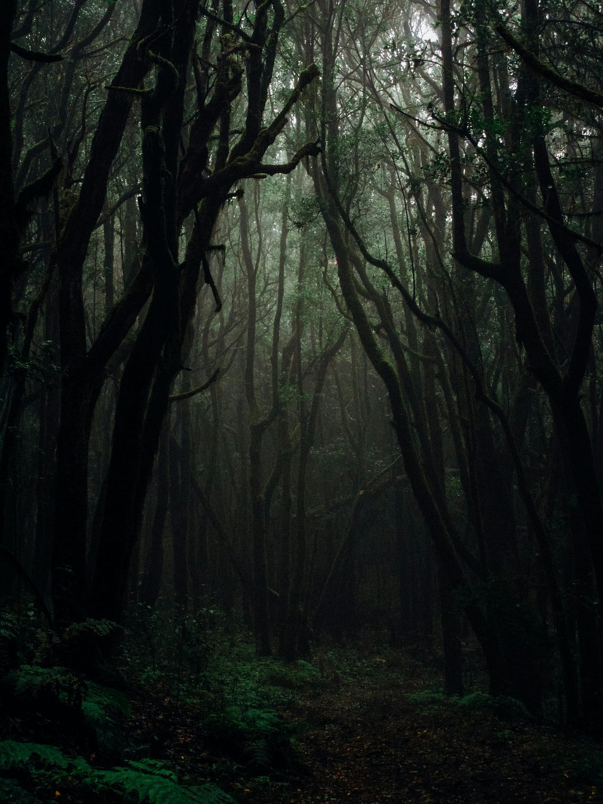 Lost in the Trees - Nancy R. Gough, PhD - Medium