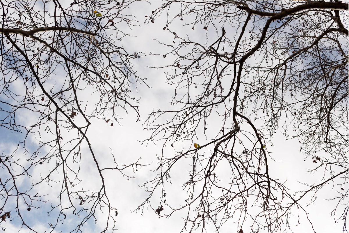 Where the Song Begins: From Life's Canvas to Rebirth by Robert Mann | Catharsis Chronicles