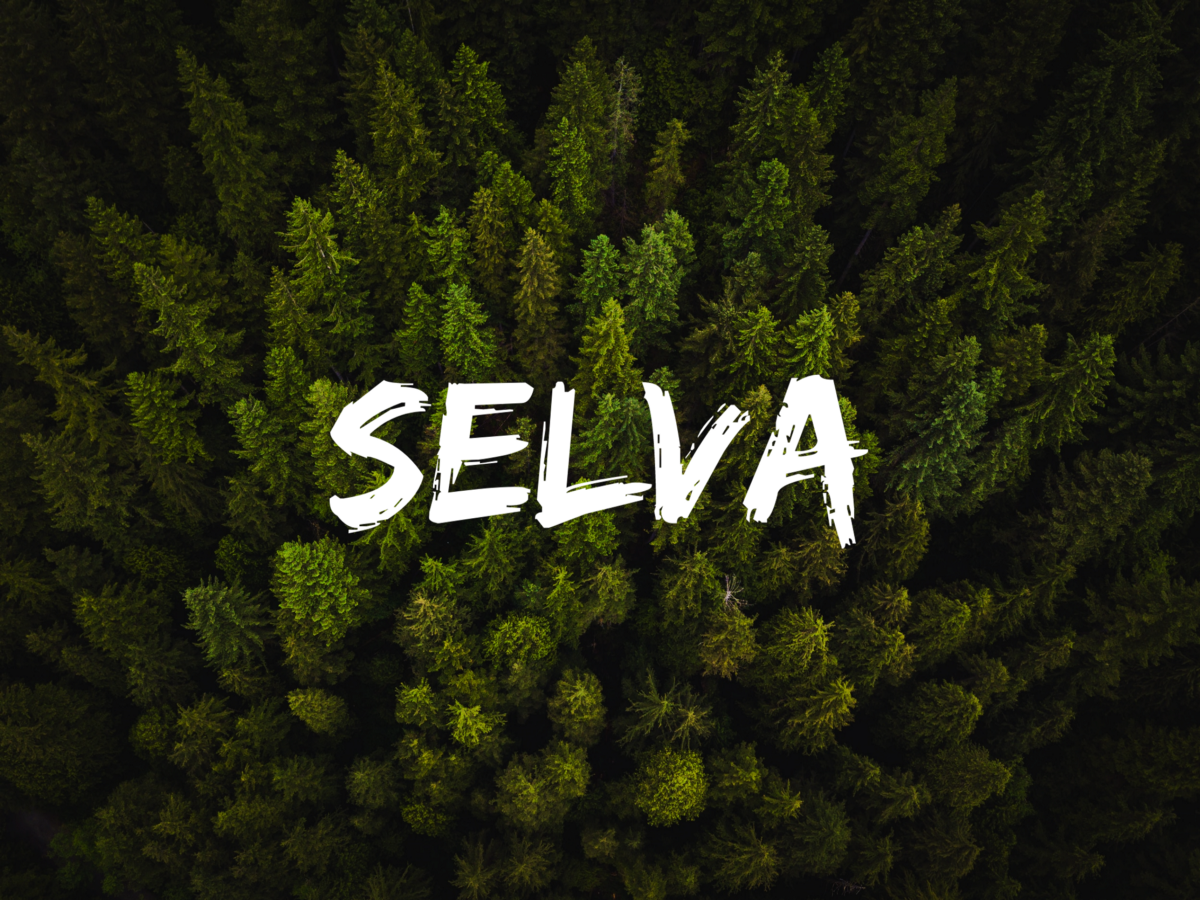 Welcome to the Selva. Why did we create Selva? | by Harry Hely ...