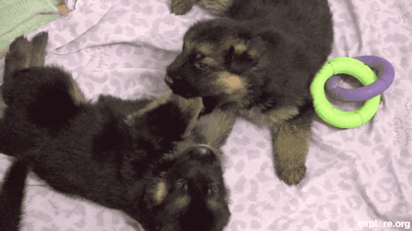 German Shepherd Puppy Gif