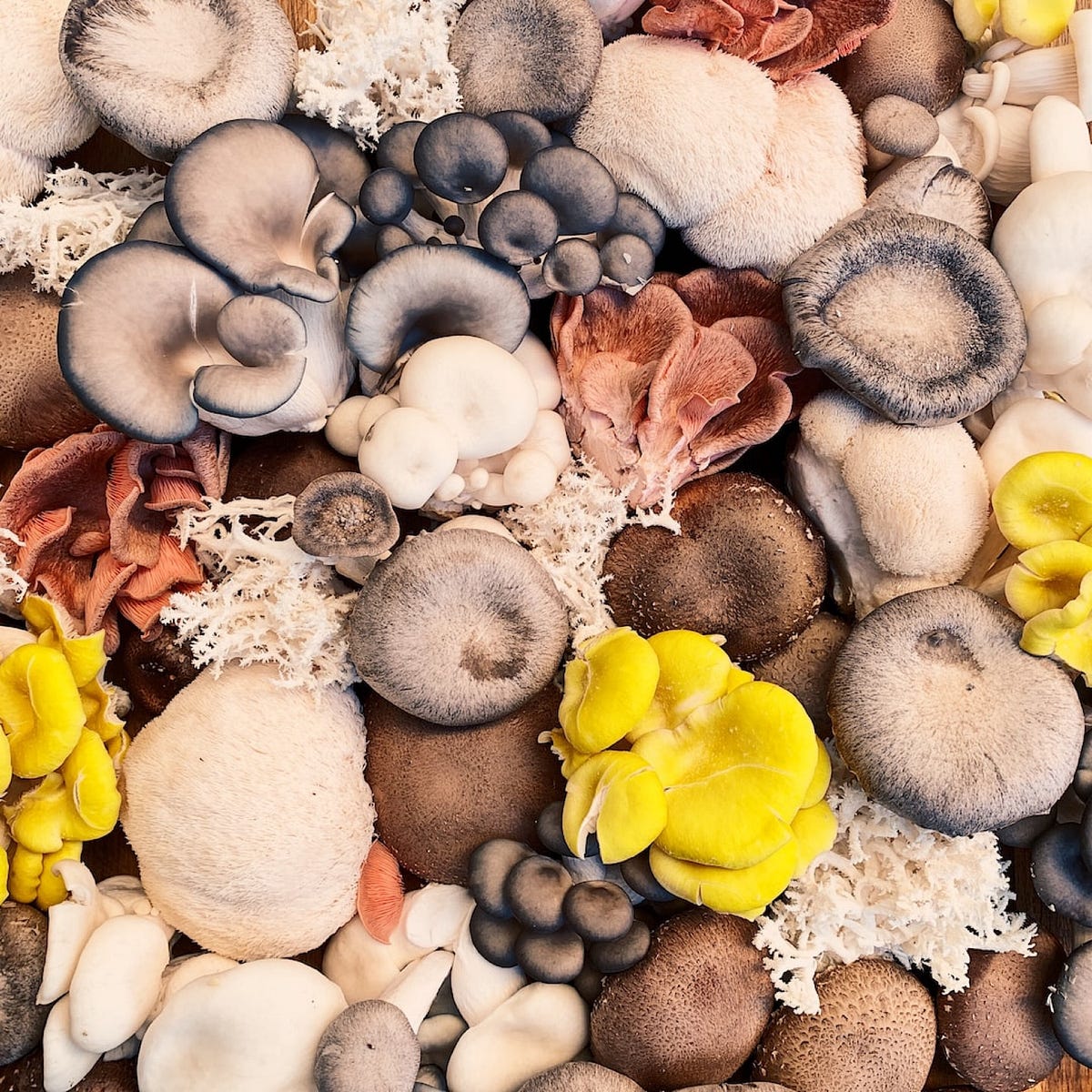 Mushrooms are Having a MomentHere’s How to Become *Mush* More ...