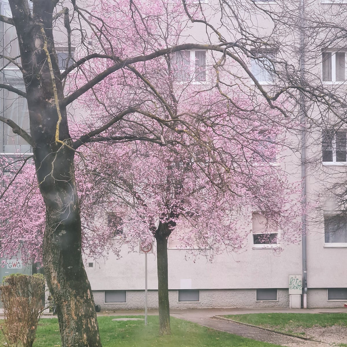 Spring Is Outside My Window - The Daily Cuppa - Medium