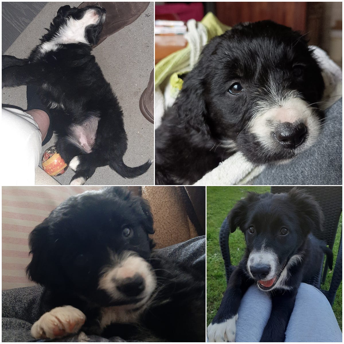 Maša – Half Lab, Full Heart. For the dog who brings joy… | by ...
