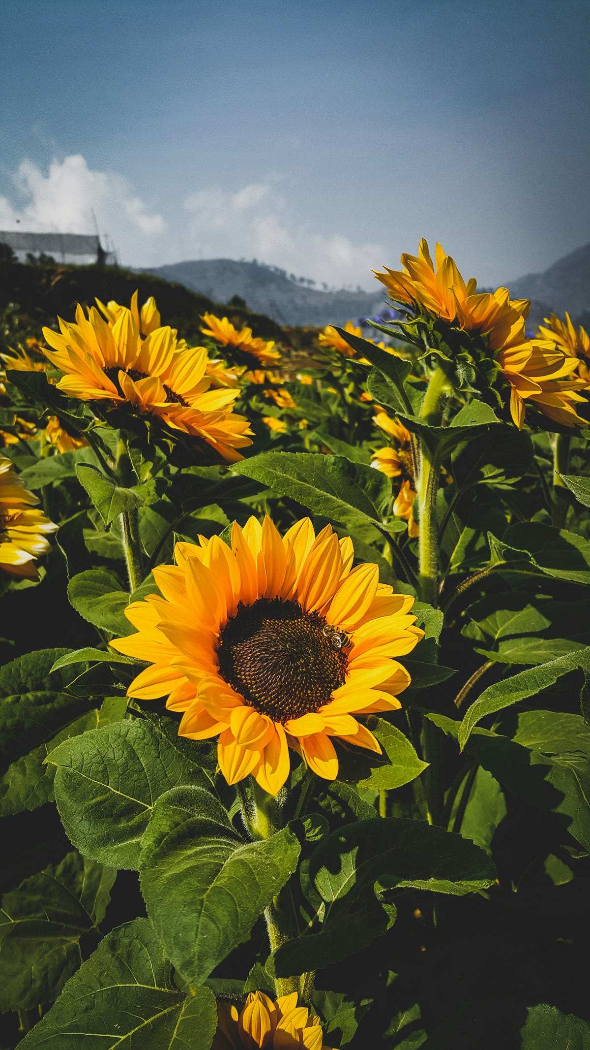 Short story about sunflower.... The sunflower s promise | by ...