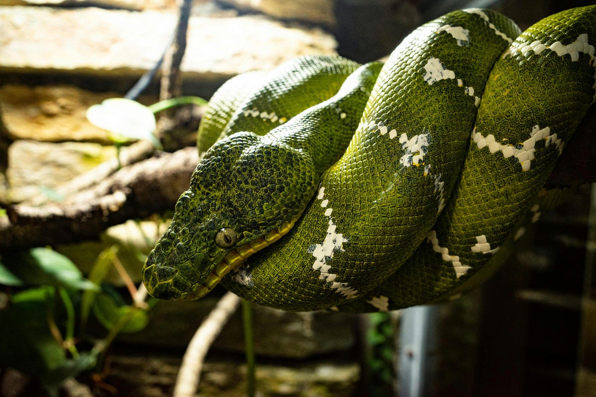 Best Practices for API Authentication & Authorization in Django & FastAPI | by Shiladitya ...
