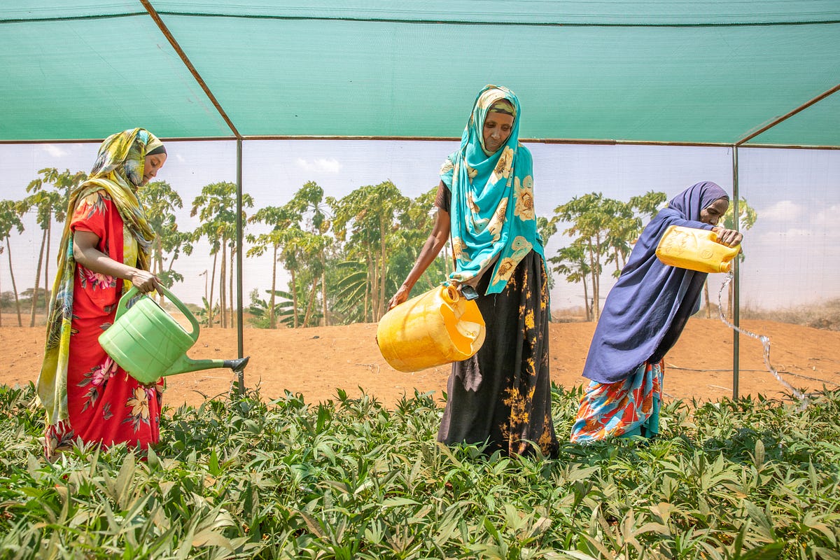 Nairobi Declaration: A Global Imperative for Climate Action | by Mercy ...