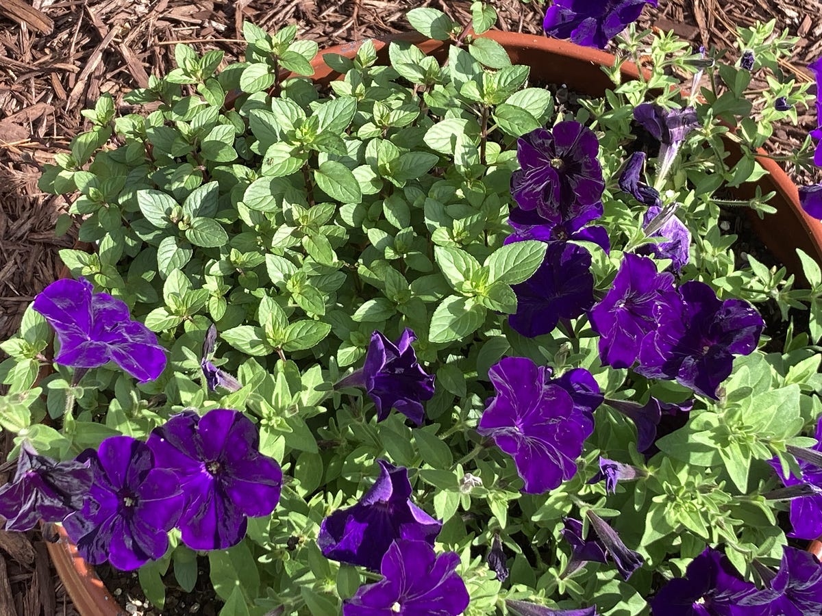 I Love My Peppermint Patty Plant - The Daily Cuppa - Medium