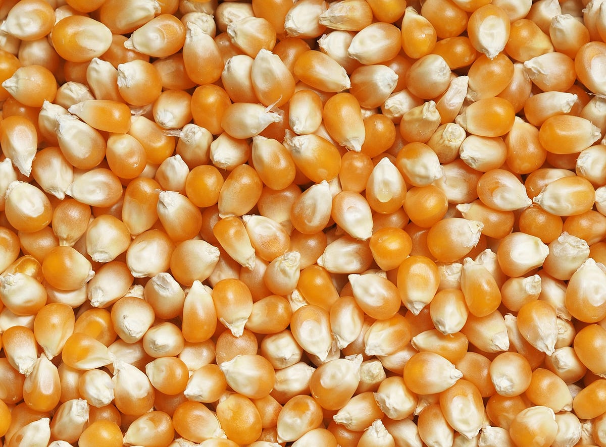 Corn Is Everywhere (and I’m Tired of Explaining It) | by Autumn Parsons ...