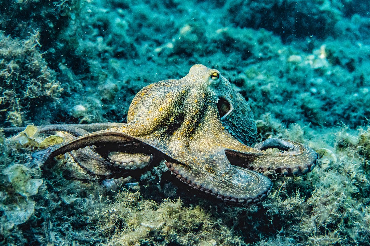 Octopuses have Three Hearts: Unraveling the Remarkable Circulatory ... Octopuses have Three Hearts: Unraveling the Remarkable Circulatory ...