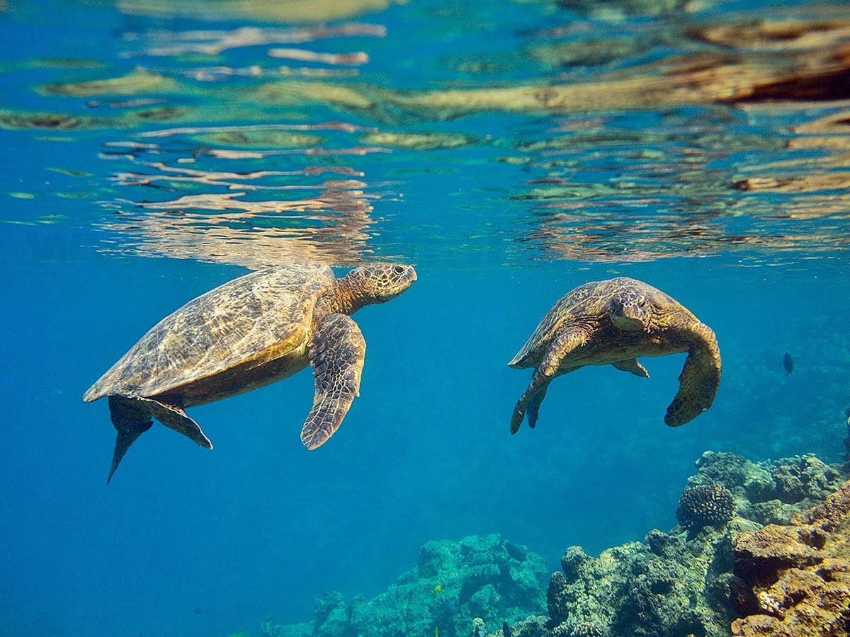 Magical Turtle Encounters. Discover the Enchanting World of Turtle ...