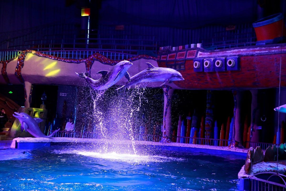 What Expedia’s announcement means for dolphin entertainment | by World ...