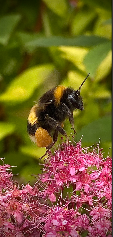 The Sweet Illusion: How Our Love for Honey Masks a Bitter Truth | by Society’s mirror | Apr ...