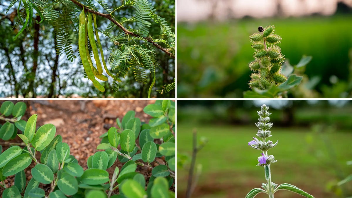 Beautiful Plant Images with 90+ collections: Part 8 on NaturePicStock ...
