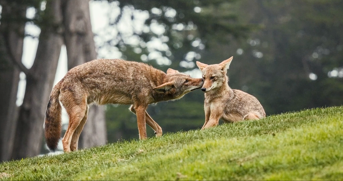 A Documentary on SF’s Coyotes Debutes Today | Medium