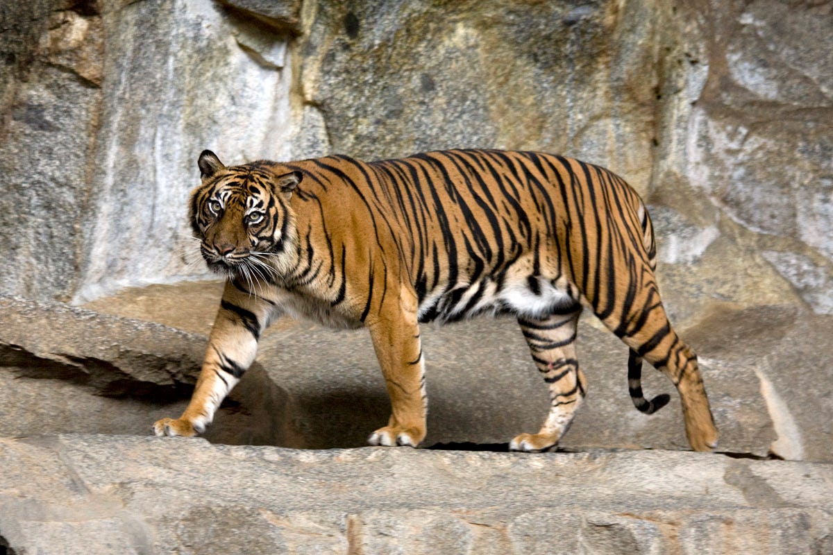 Harimau Sumatra. Harimau sumatra adalah populasi… | by Saffron Najah ...