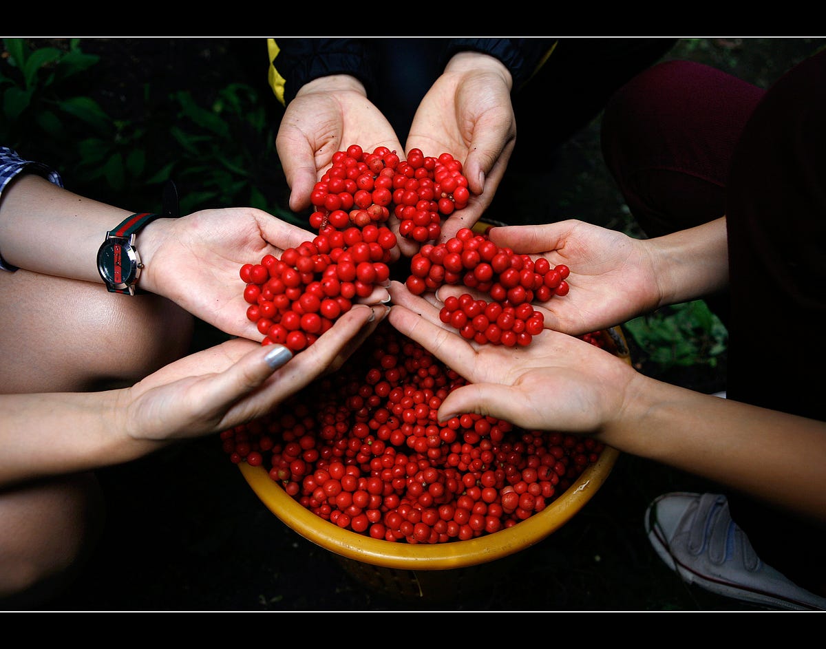 Unveiling Schisandra: Ancient Wisdom, Modern Discoveries | by Edwin ...