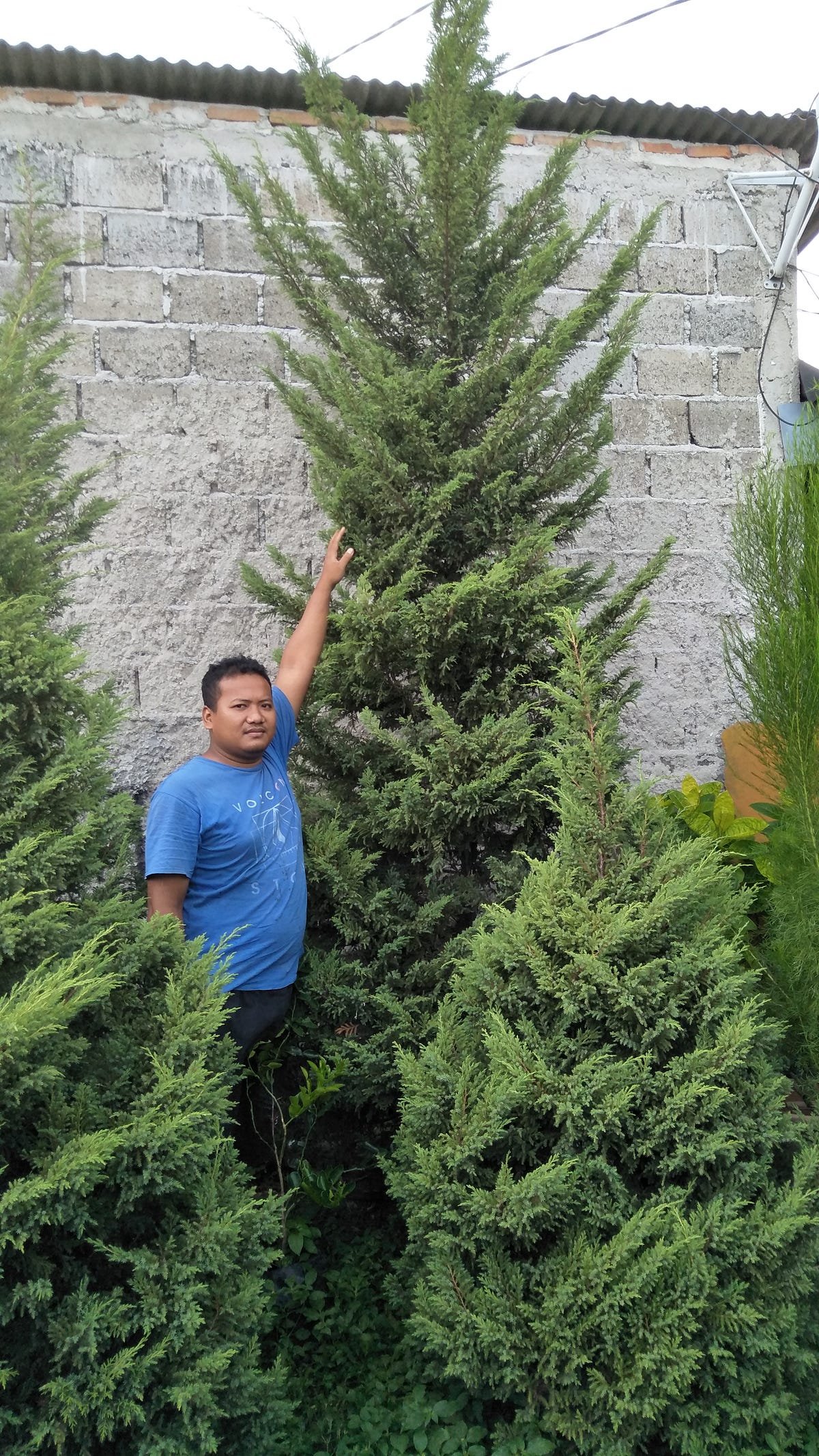 Jual pohon cemara pua pua. 081298415350 / 087777643603 Pin bb… | by ...