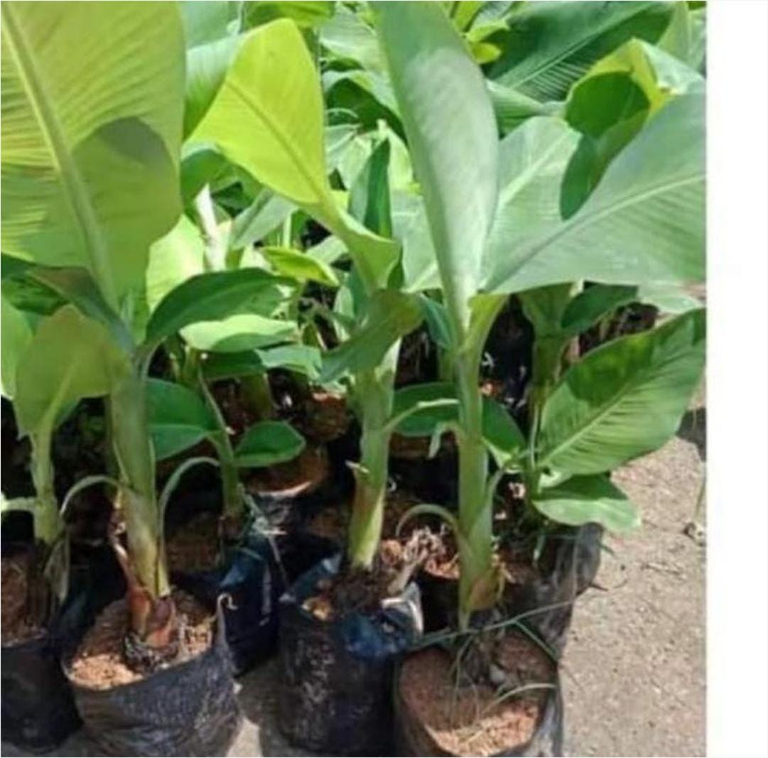 Bibit Pisang Morosebo Import Mini Cebol Buah Warna Hijau Pendek Kota ...