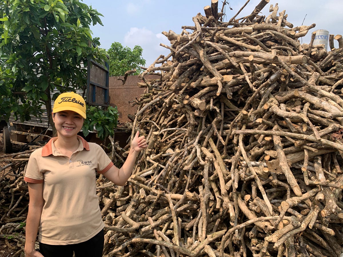 Harnessing the Potential: Repurposing Old Coffee Trees into Coffee Wood ...