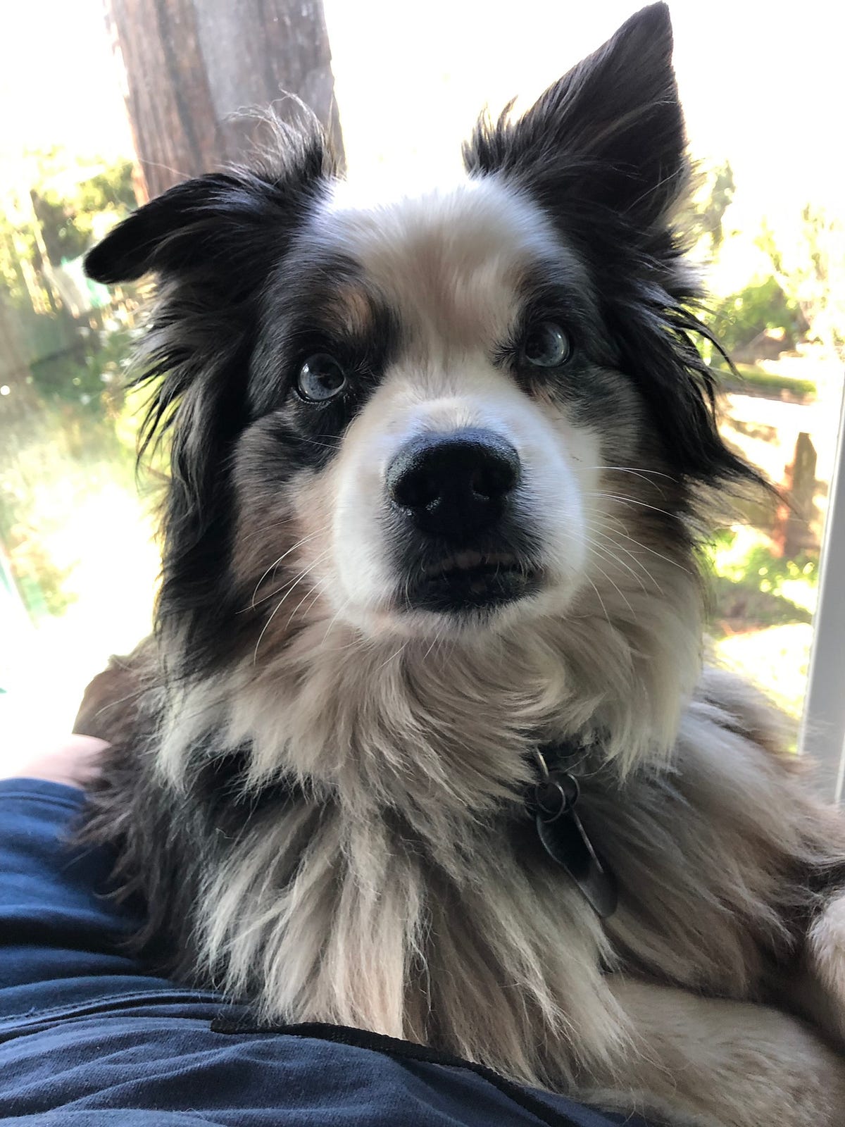 My Australian Shepherd has a crush on a feral lady cat. | by Robert Fried | Medium