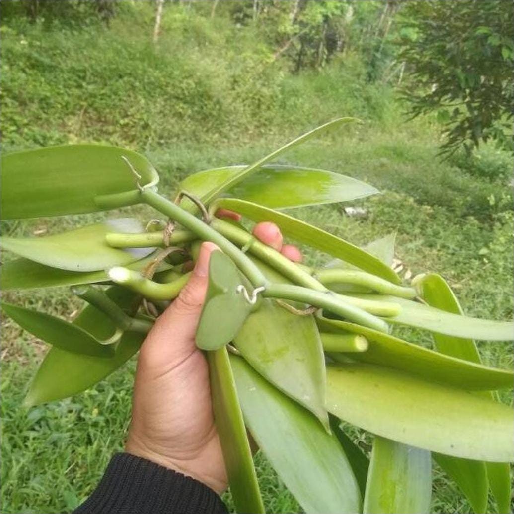 Bibit Stek Vanili 20–30Cm — Tanaman Anggrek Panili Pohon Vanilla Vanila ...