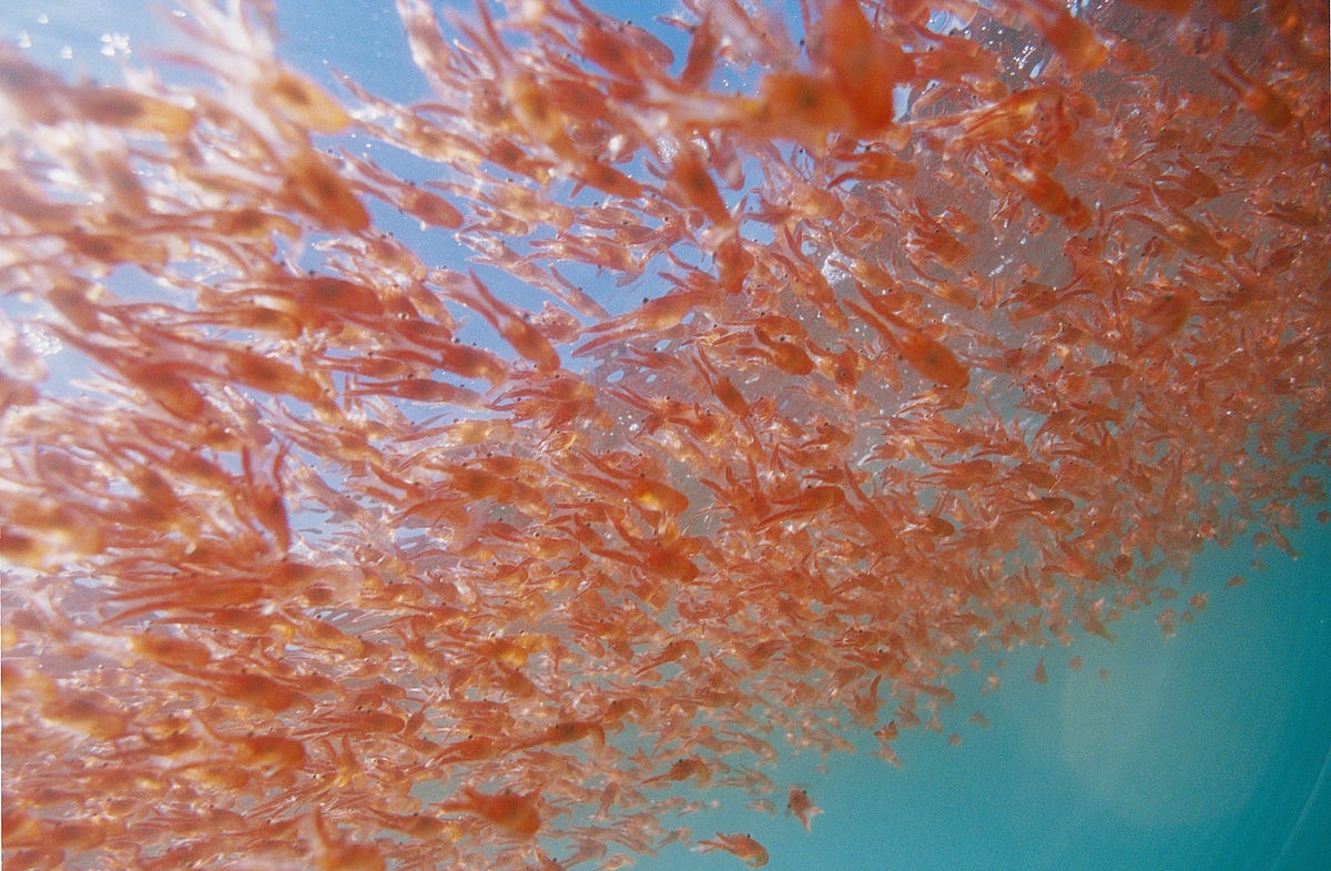 Microplastic & Krill: What is Accumulating in the Ocean May be ...