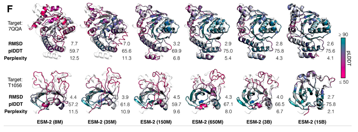 Notes On Esm 2 For Better Protein Folding By Kevin Huang Medium