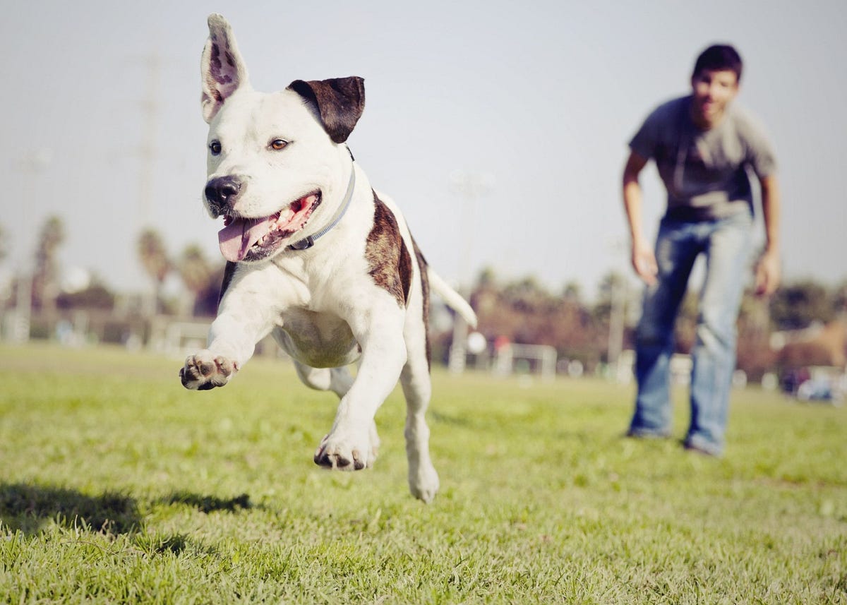 5 Tips To Help Train A Dog Faster | by Smart Dogs | Medium