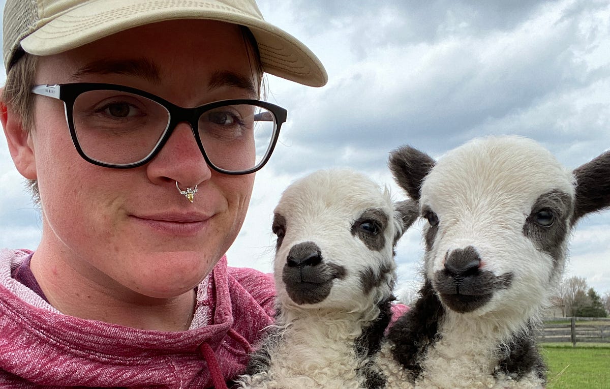 Farmer Given 3-Day Facebook Ban Over Literal Sheep | by Sara Lynn ...