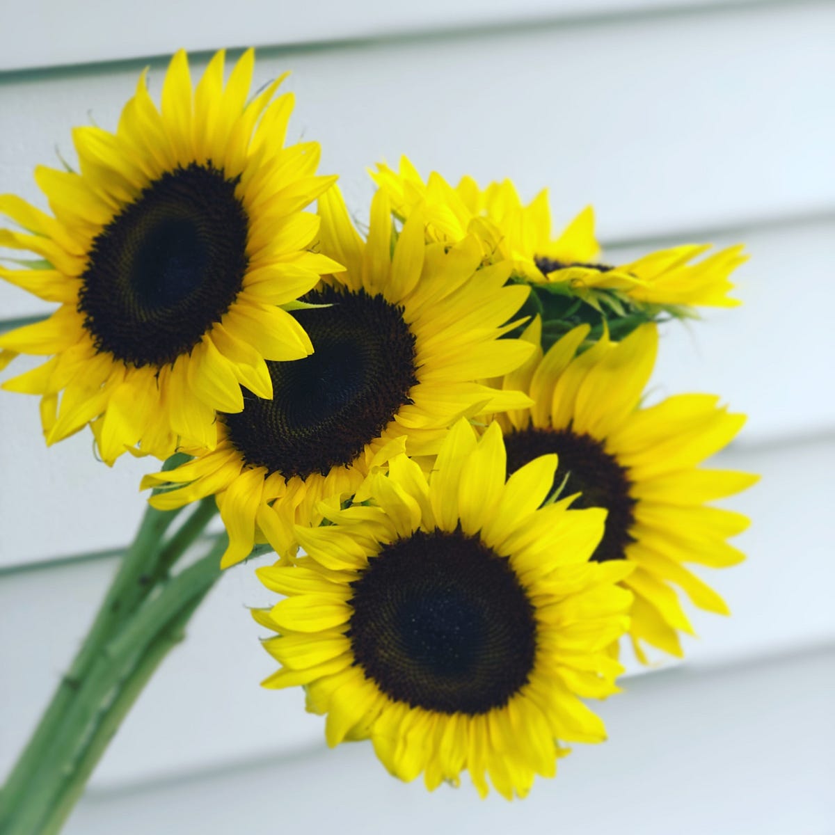 A Comprehensive Guide to Pandas for Data Science | by Indhumathy ...