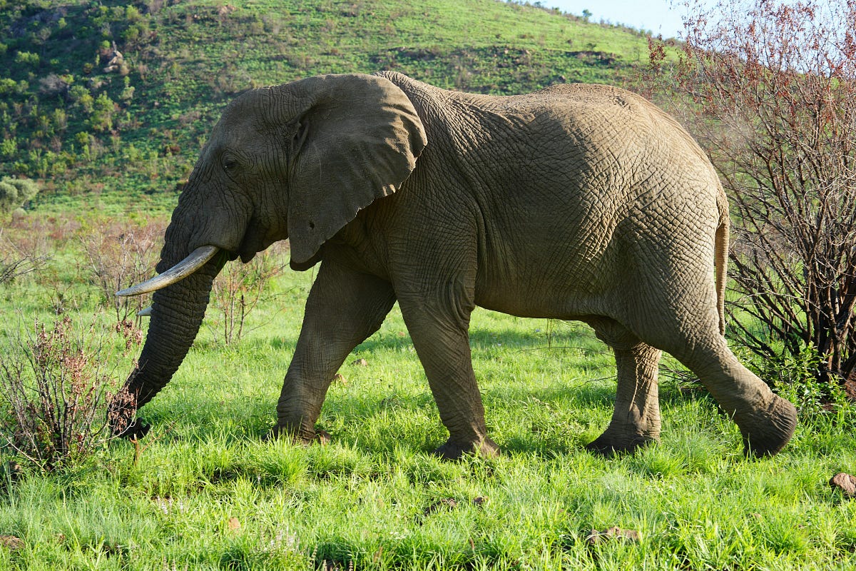 Gading Mamut: Alternatif Suci atau ‘Kuda Troya’ bagi Kepunahan Gajah ...