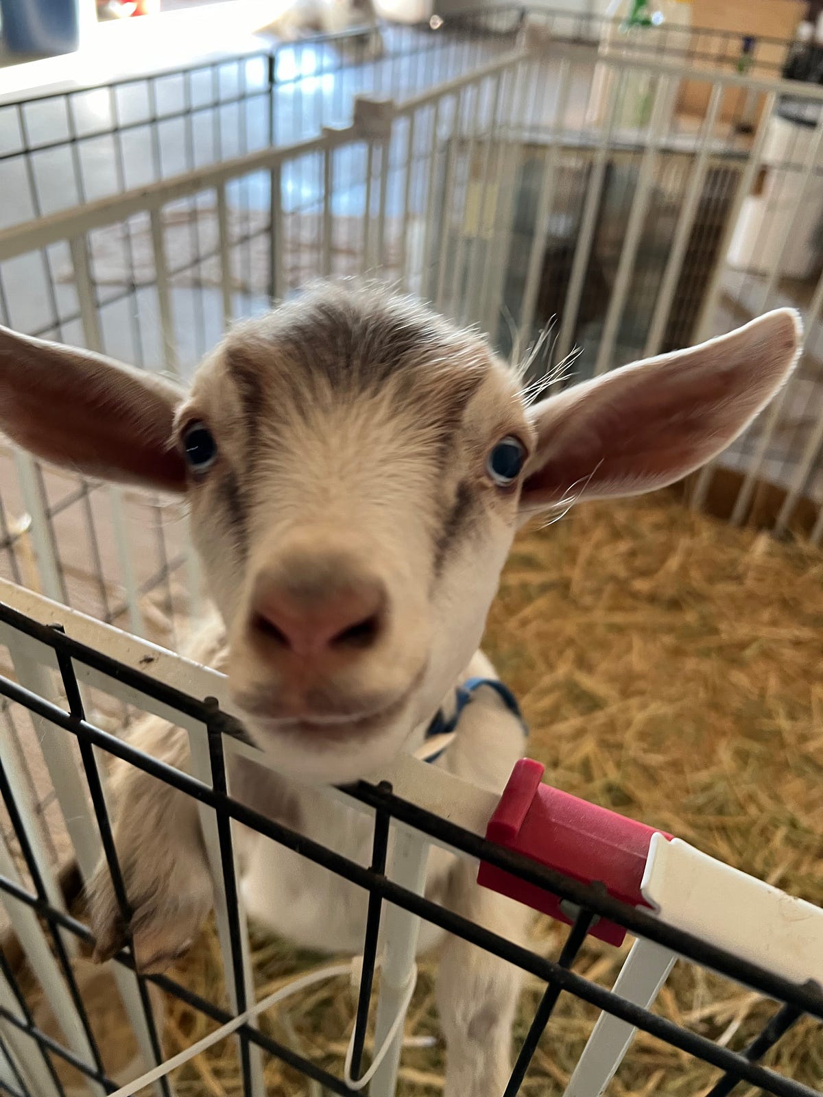 Goat UPDATE! Baby Blue Had Major Surgery Yesterday | Finn’s World