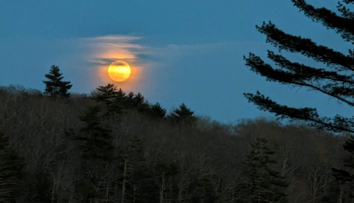 Under the Pink Moon — A Forest Bathing Immersion | by Ray Wirth | The ...
