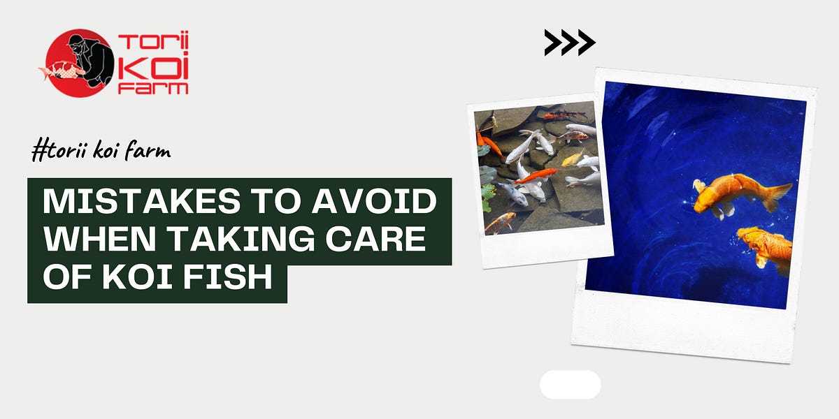 Mistakes to Avoid When Taking Care of Koi Fish | by Torii koi | Medium