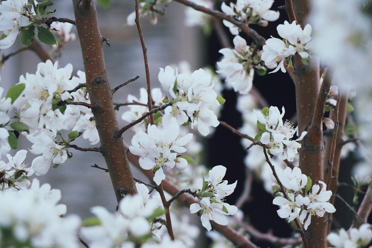 Stay The Night. A love haiku | by Alice Evergreen | Medium