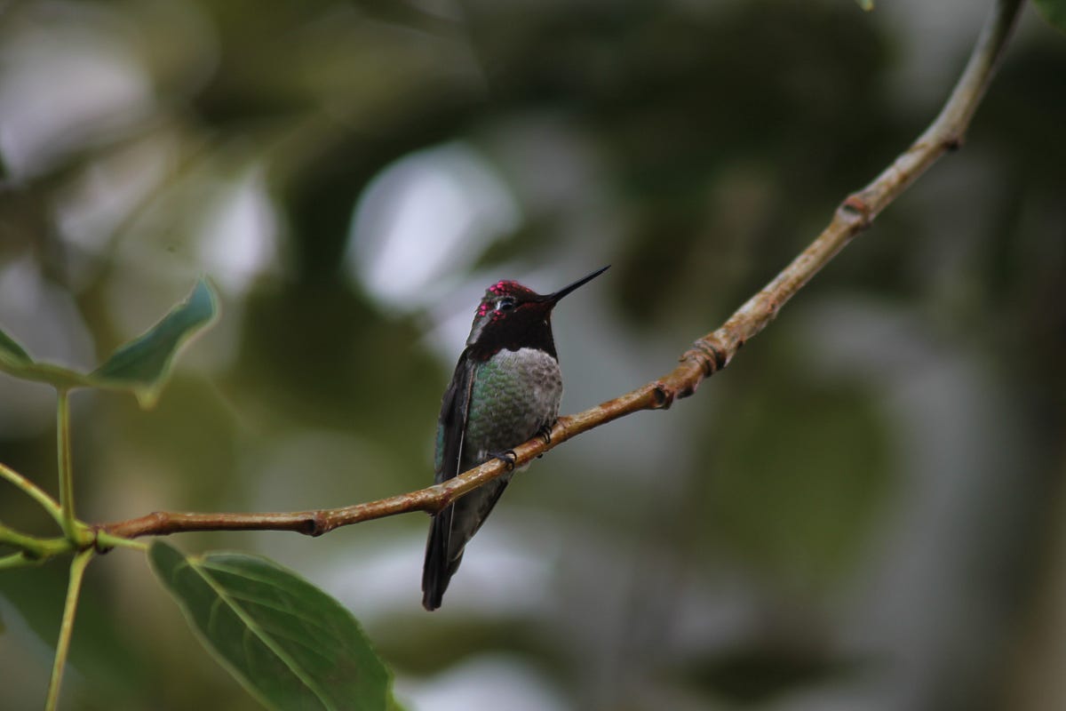 A Bird Haiku Per Day in May Day 13: Anna’s Hummingbird | by Jeremy ...