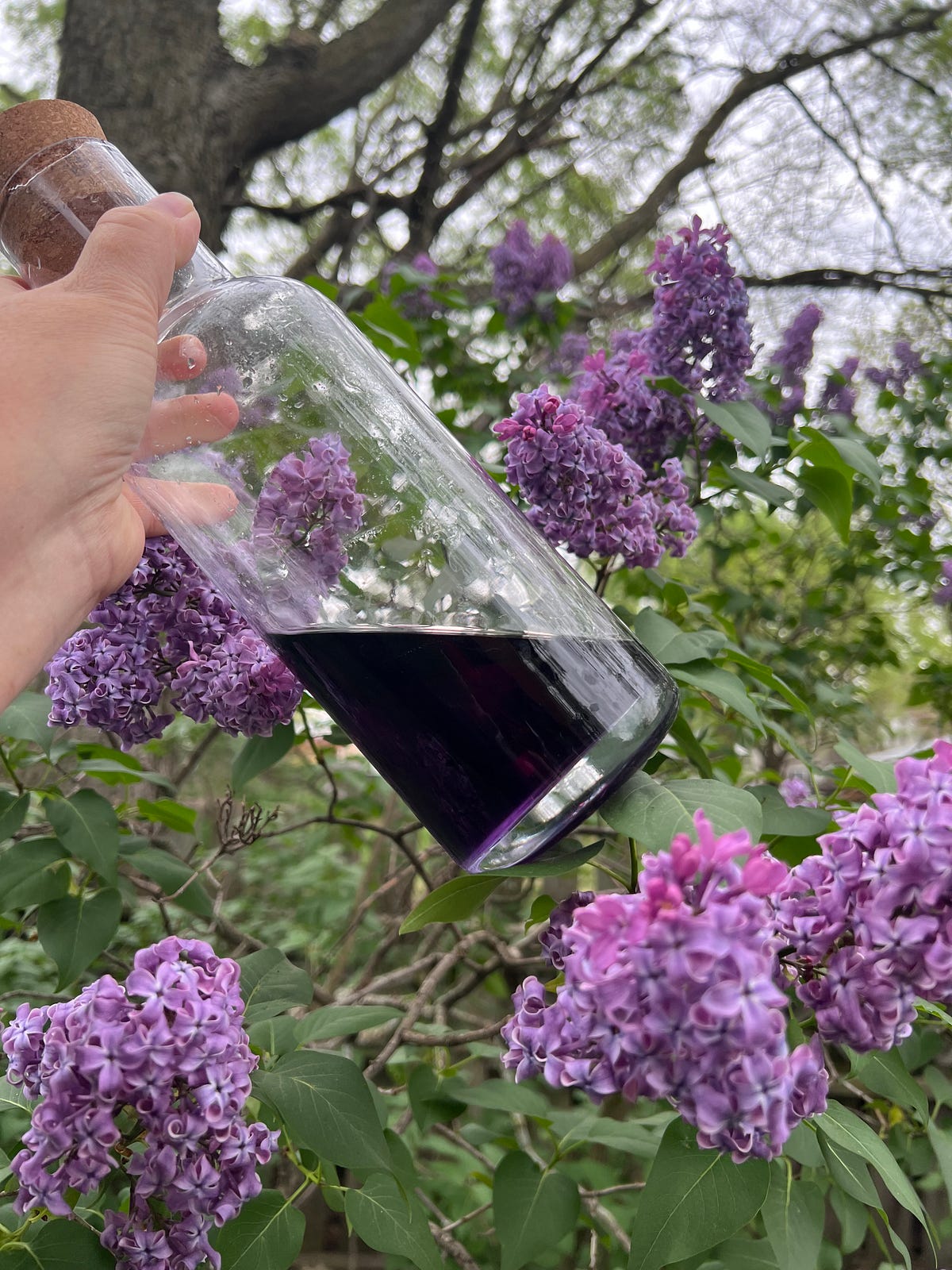 Foraging: An unproductivity hack | Rooted