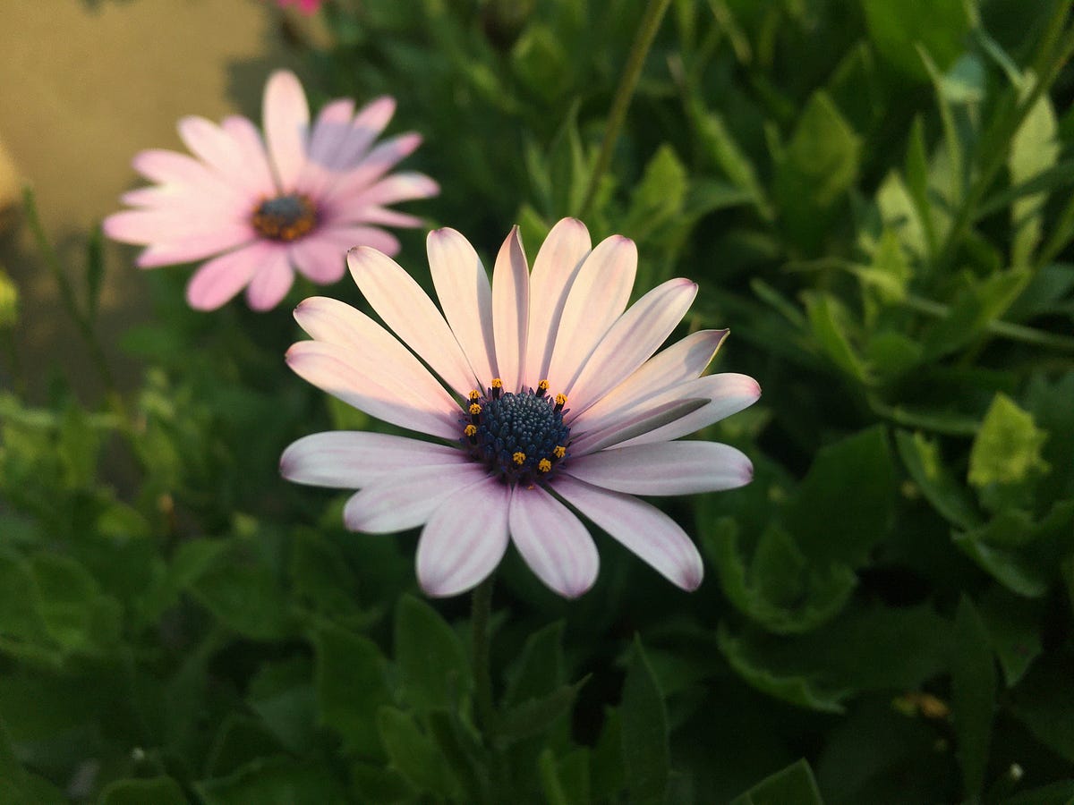 97 Things Every Programmer Should Know, Part 5/97 - Petri Silen - Medium