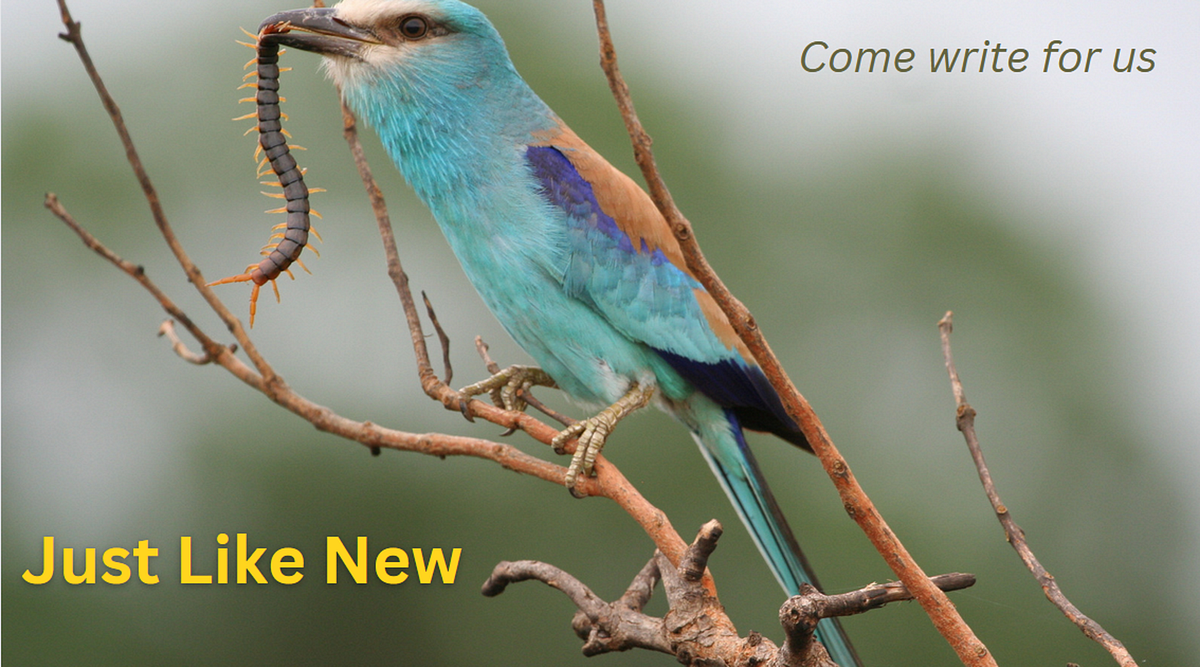 Publication Writer Requests: Early Birds Catch the Worm! | by Justiss ...