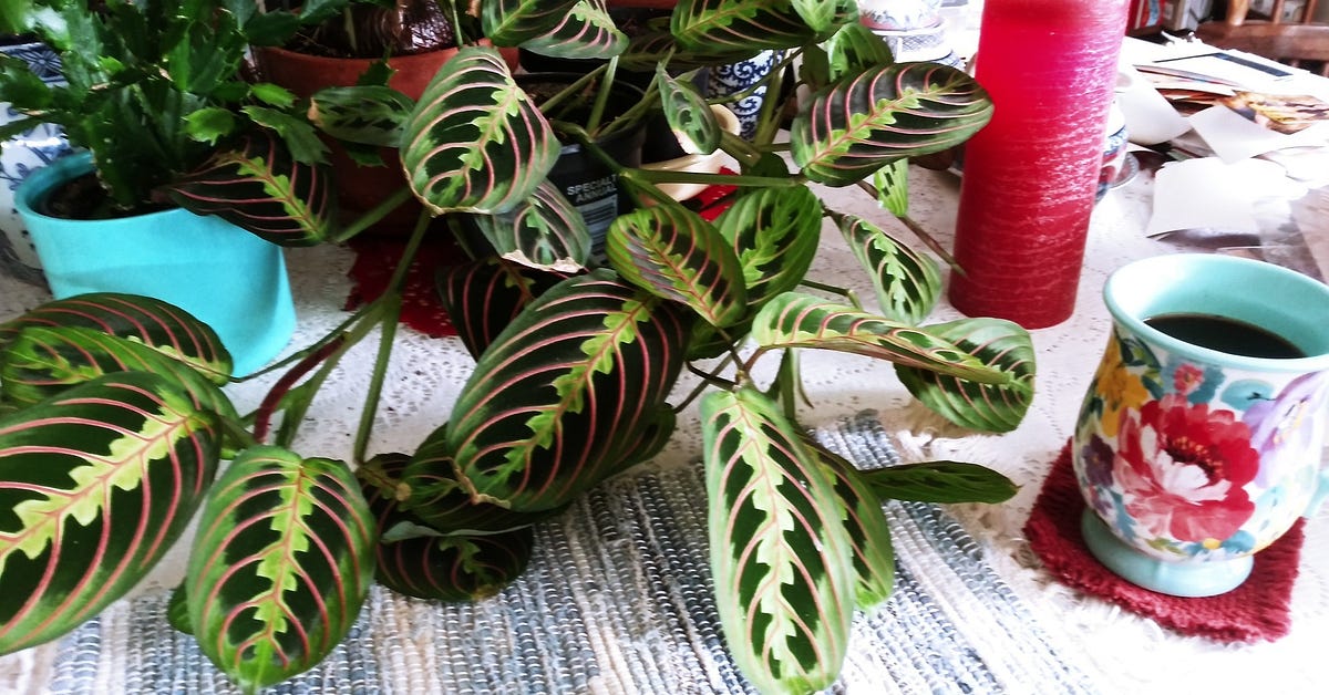 Prayer Plants Are Easy For Beginners | by Katie Michaelson | Welcome to My Not-So Fancy Garden ...