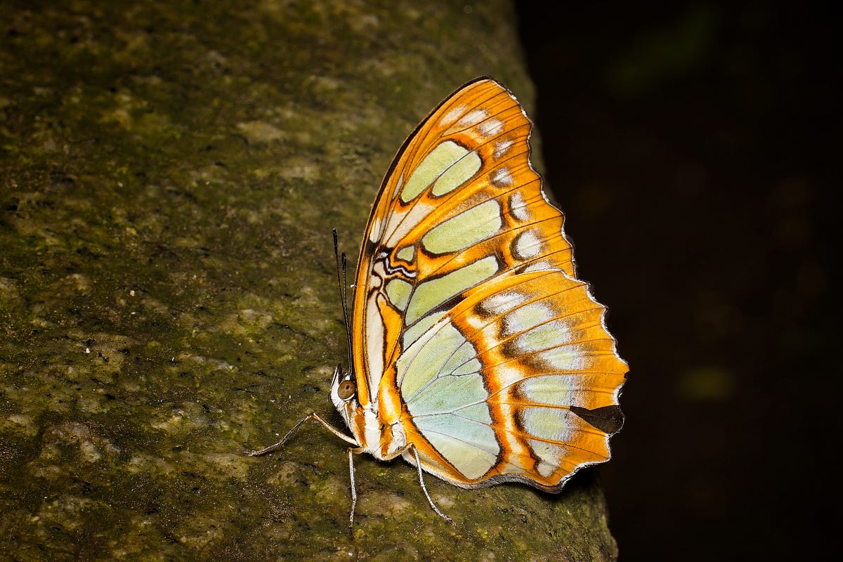 Photographing Insects: A Butterfly Garden | by Mark Overmars | Full ...