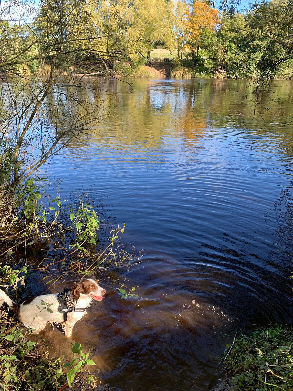 Adventures with my Dog in North-East England: Corbridge | by Ophélie ...