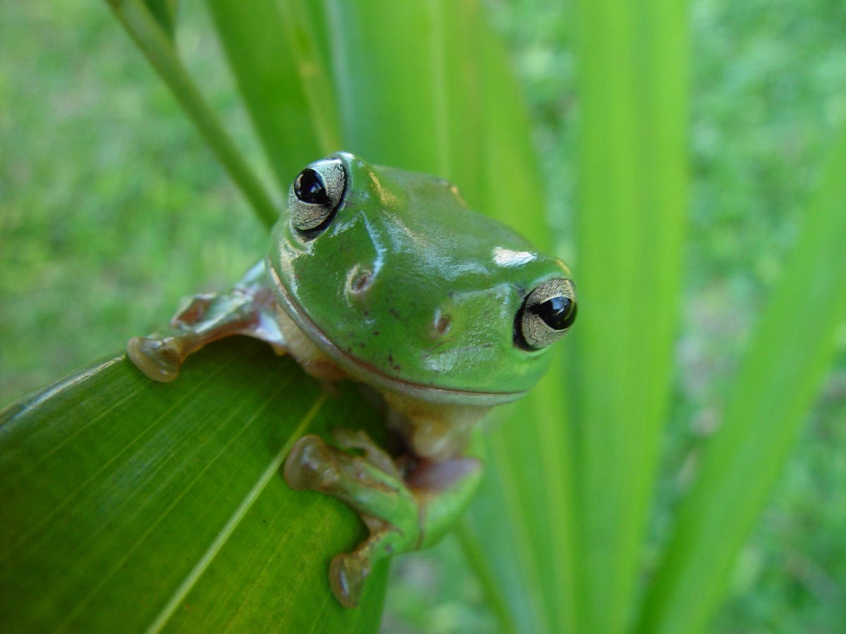Every Frog Has Their Day: Why I’m Reminding You to Leave WhatsApp | by ...