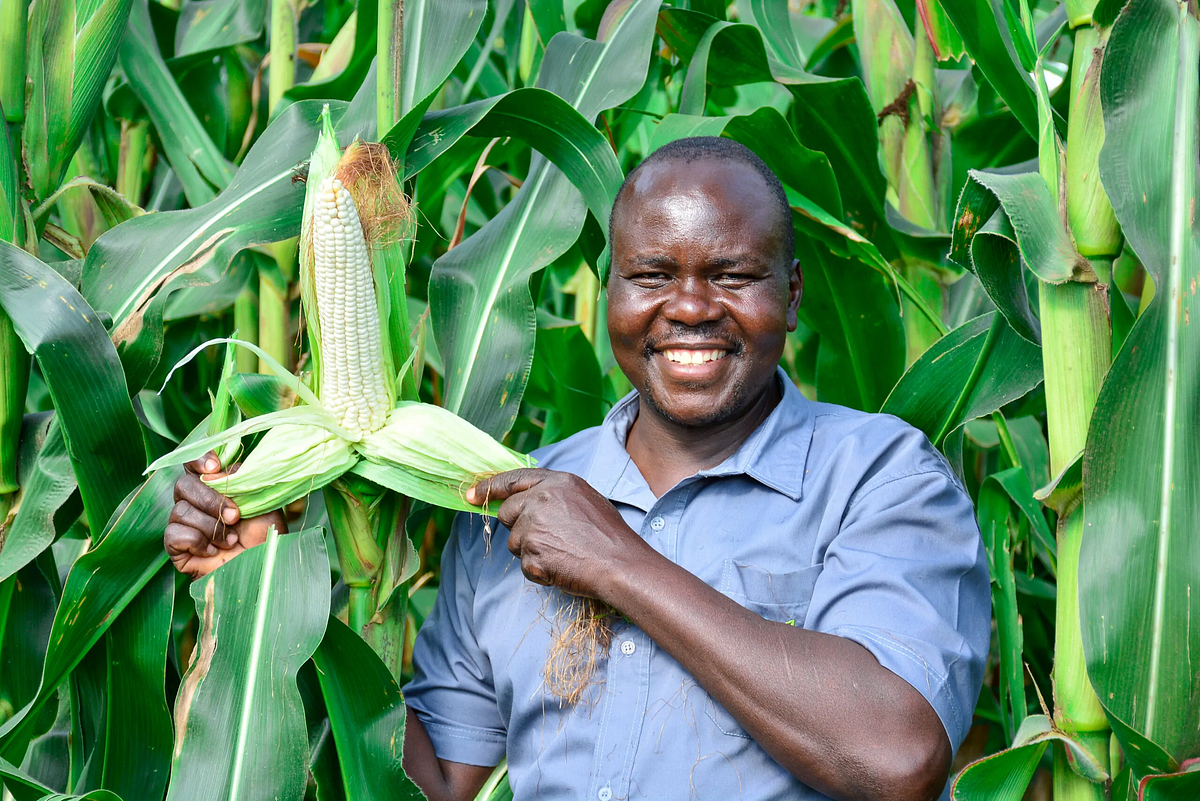 New Maize Variety Could Help African Farmers Fight Off Destructive ...